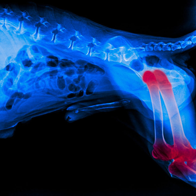 Orthopedic Foundation For Animals Hip & Elbow - Pet Hospital In Florida