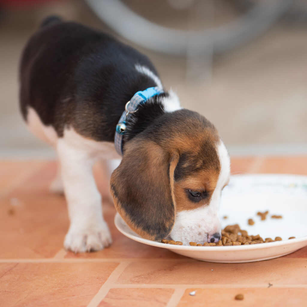 Weaning Puppies Off Their Mother - Breeding Tips