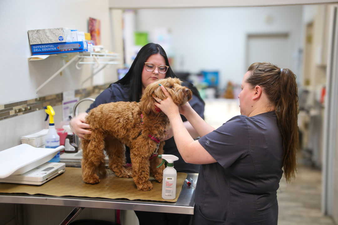 Full Service Animal Hospital - Reproductive & Veterinary Care In Florida