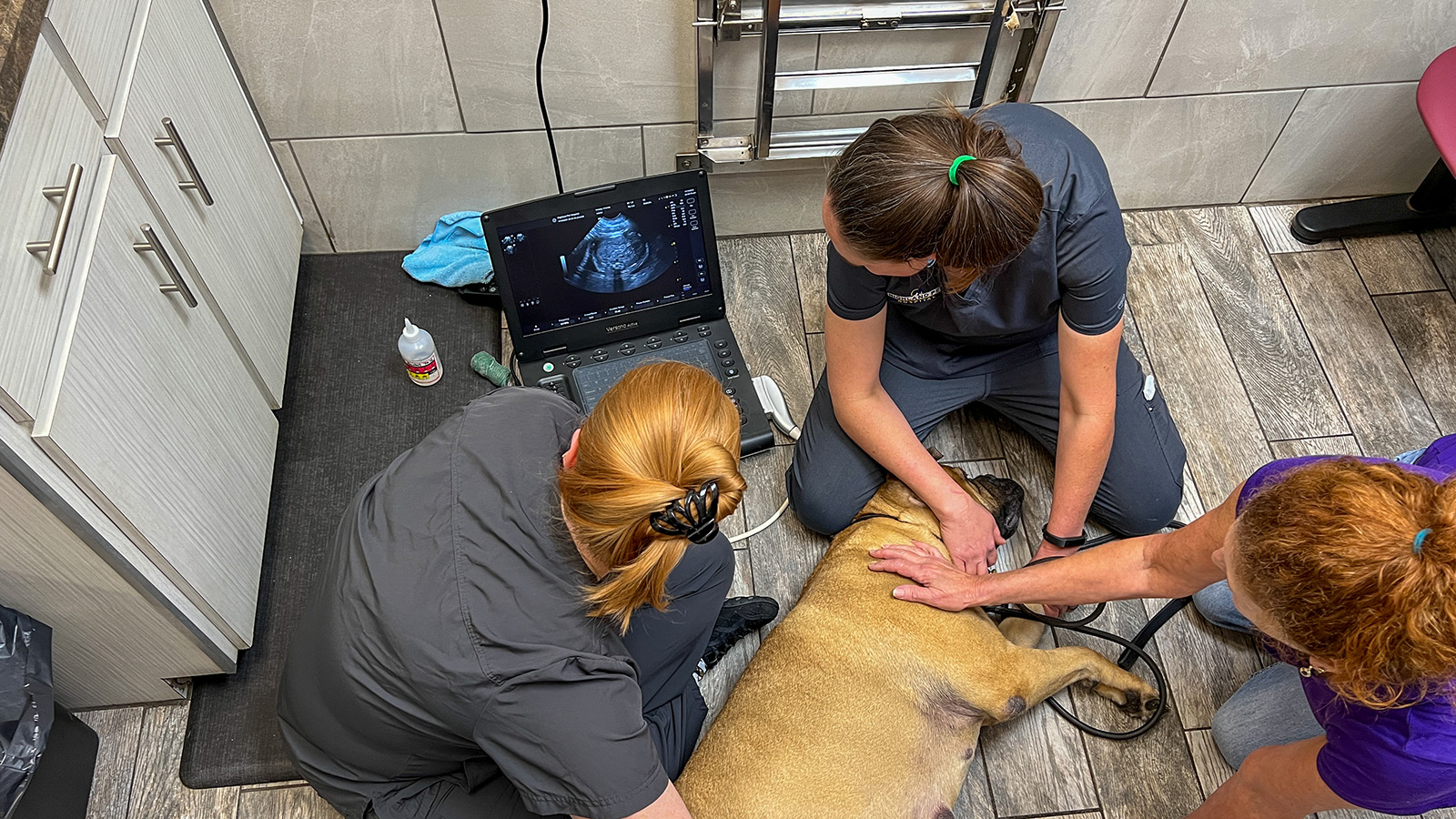 Full Service Animal Hospital - Reproductive & Veterinary Care In Florida